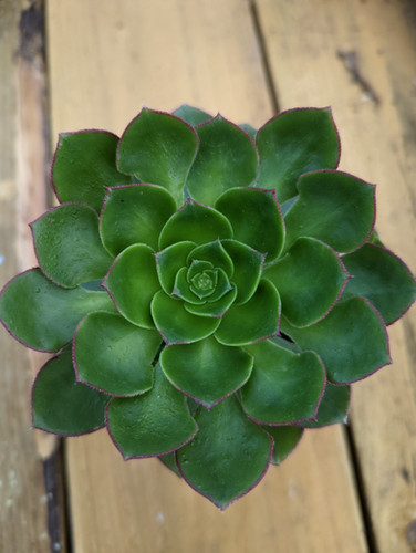 Aeonium 'Red Edge' | Piccolo Plants