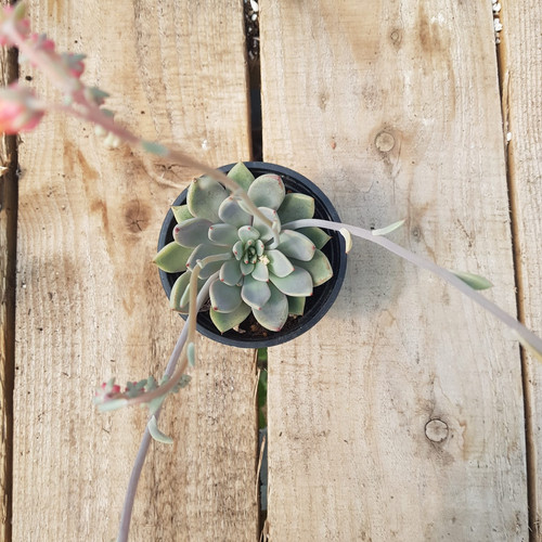 Echeveria camanoi puebla | Piccolo Plants