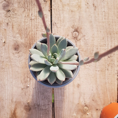 Pachyveria 'Hanabijin' | Piccolo Plants