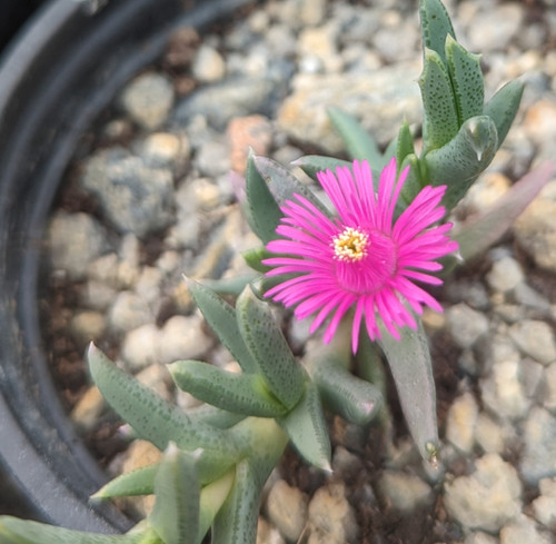 Ruschia indurata | Piccolo Plants