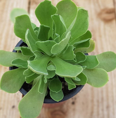 Aeonium 'Goblin' | Piccolo Plants
