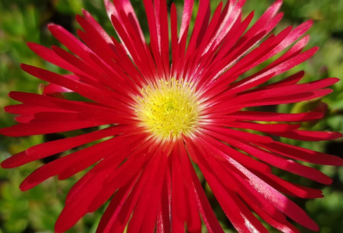 Lampranthus Tresco Brilliant - Red | Piccolo Plants