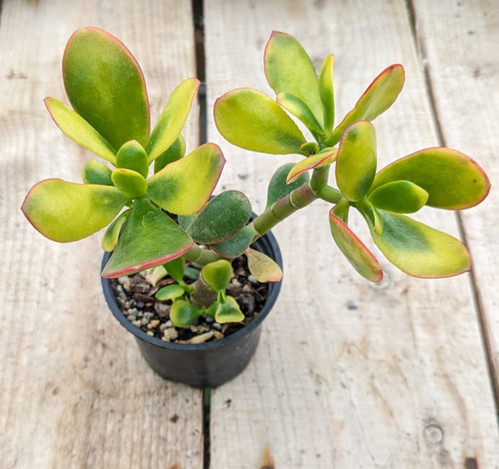 Crassula ovata 'Hummels Sunset' | Piccolo Plants