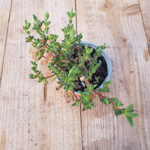Lampranthus Yellow | Piccolo Plants