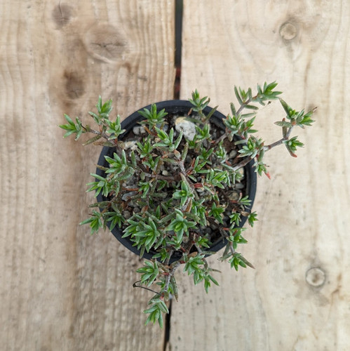 Crassula biplanata | Piccolo Plants