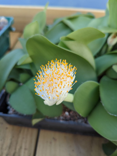 Haemanthus albiflos (Paint Brush Plant) | Piccolo Plants