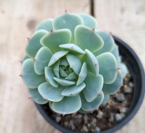 Echeveria derenbergii | Piccolo Plants