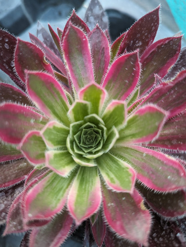 Aeonium 'Firecracker' Variegated | Piccolo Plants