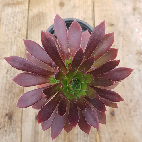 Aeonium Torchbearer | Piccolo Plants