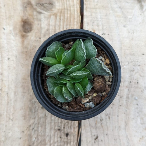 Adromischus cristatus | Piccolo Plants
