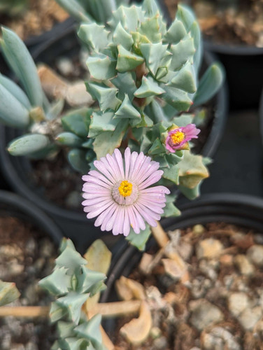 Oscularia deltoides | Piccolo Plants
