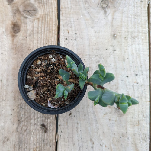 Braunsia apiculata | Piccolo Plants