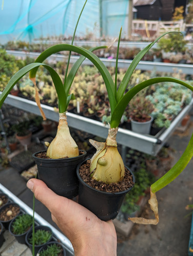 Albuca bracteata - Pregnant Onion | Piccolo Plants