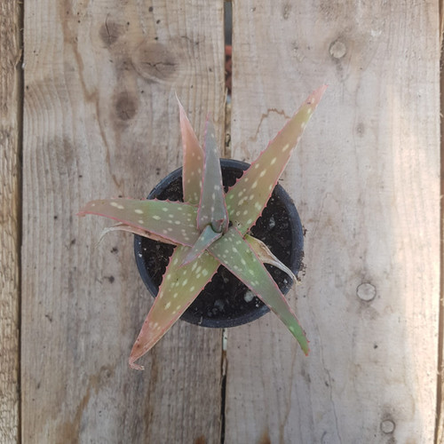 Aloe sinkatana | Piccolo Plants