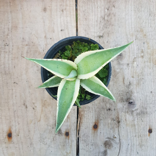 Agave creme brulee | Piccolo Plants