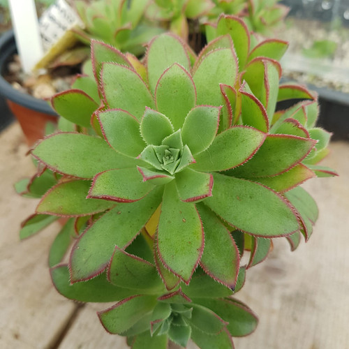 Aeonium cv 'Anna' | Piccolo Plants