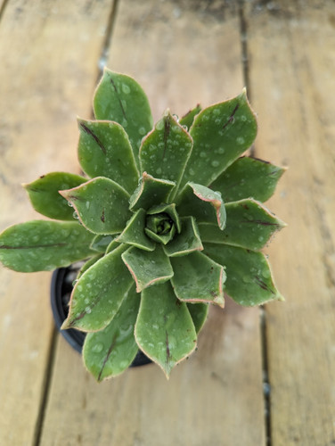 Aeonium lancerottense | Piccolo Plants