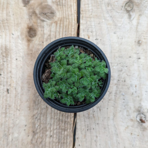 Crassula setulosa | Piccolo Plants