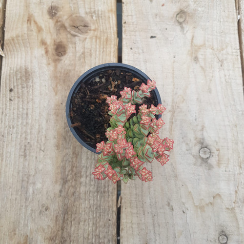 Crassula 'Pastel' | Piccolo Plants
