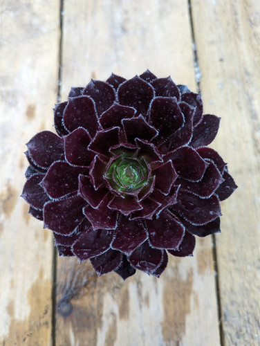 Aeonium Nights Watch | Piccolo Plants