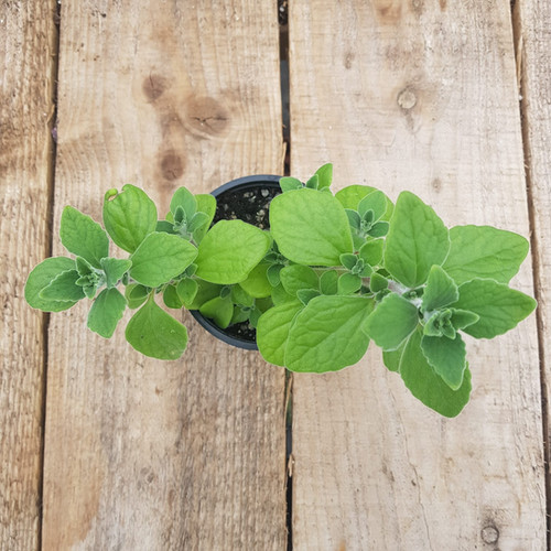 Plectranthus amboinicus | Piccolo Plants