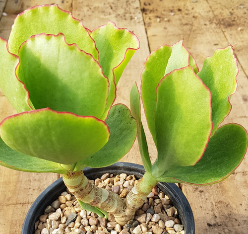 Cotyledon orbiculata 'Macrantha' | Piccolo Plants nursery