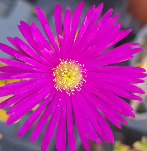 Lampranthus Purple | Piccolo Plants