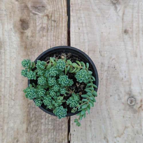 Sedum dasyphyllum 'Major' | Piccolo Plants