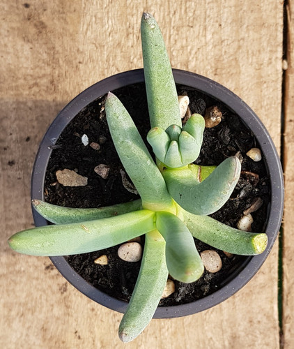Bijlia tugwelliae - Yellow | Piccolo Plants