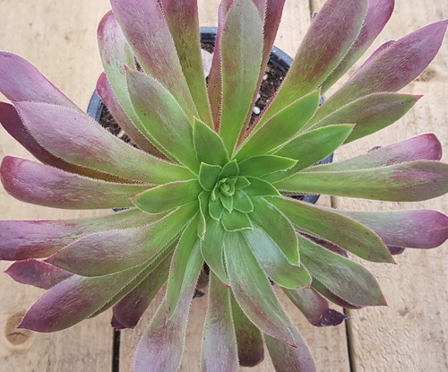 Aeonium 'Black Magic' | Piccolo Plants