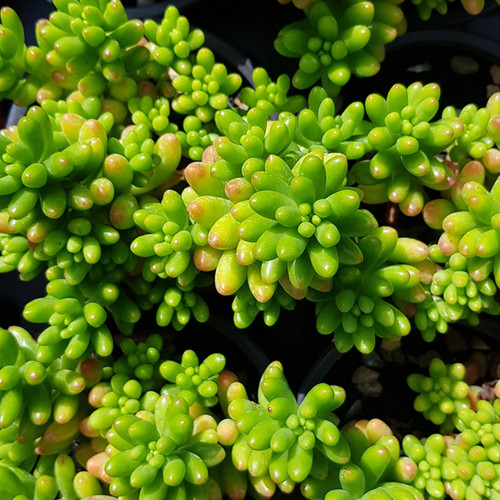 Sedum rubrotinctum | Piccolo Plants