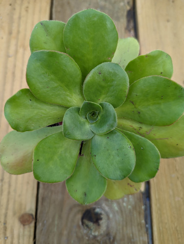 Aeonium Glutinosum | Piccolo Plants