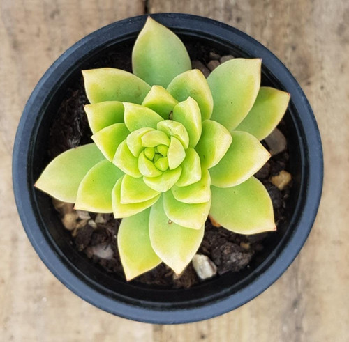 Sedeveria Lutea | Piccolo Plants