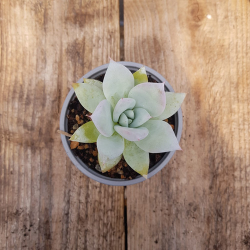 Echeveria colarata Mexican giant | Piccolo Plants