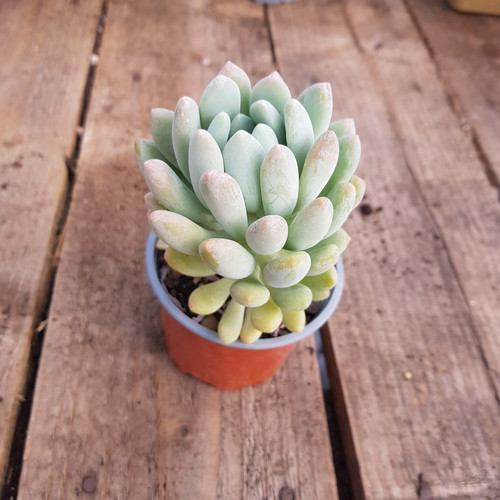 Echeveria cana | Piccolo Plants