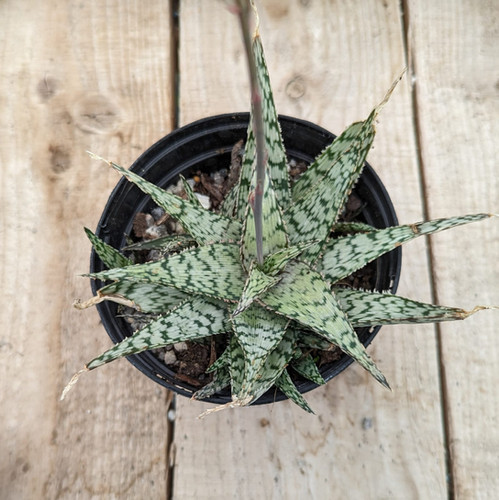 Aloe 'Lizard Lips' | Piccolo Plants