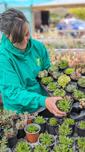The Sempervivum Pack | Piccolo Plants