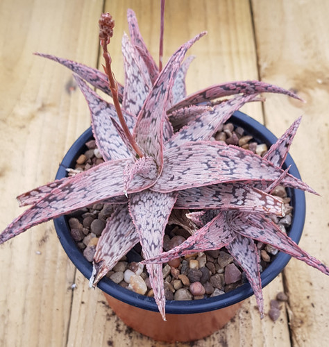 Aloe 'Pink Blush' | Piccolo Plants
