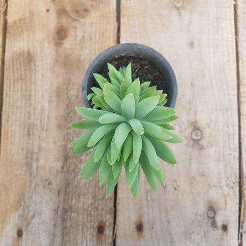 Sedum morganianum 'Magnum' | Piccolo Plants