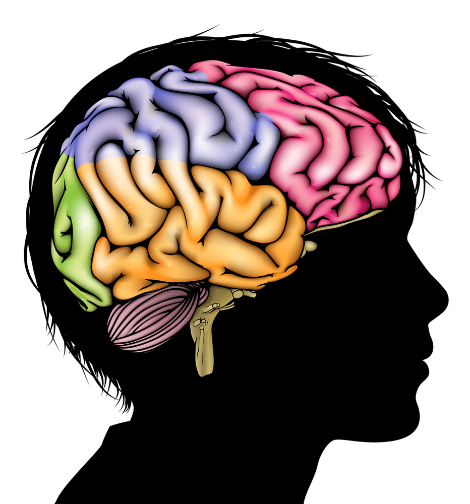 How The Brain Works how-the-brain-works