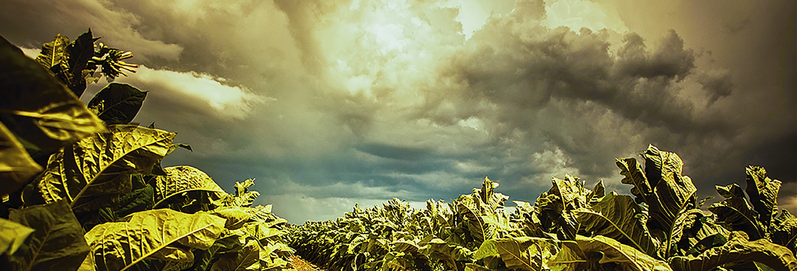 Irrigation | DripTech Irrigation | Zimbabwe