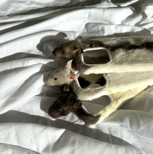 Rat Phone Case | PelageStudio