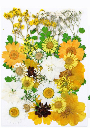 Yellow & White Dried Pressed Flowers Fern Leaf Set 33pcs | Art Junkie