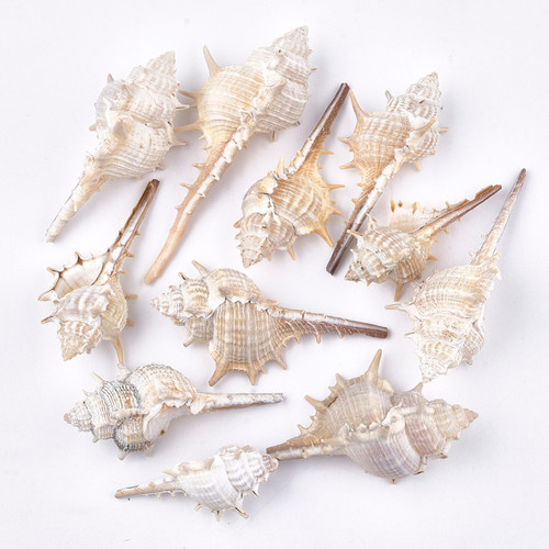 2 Pcs Natural Murex Spiny Sea Shells 70-100mm | Art Junkie