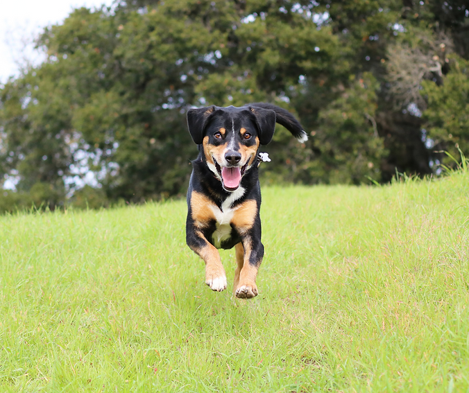 Recall training | Neath, Port Talbot, Swansea - Sarah Groves