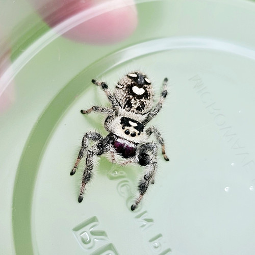 Reverse Oreo Line Regal female (Category) | Pet Jumping Spiders