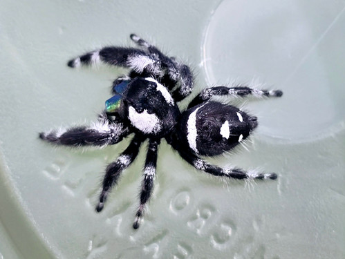 Regal males with rare white thorax patches (Category) | Pet Jumping Spiders