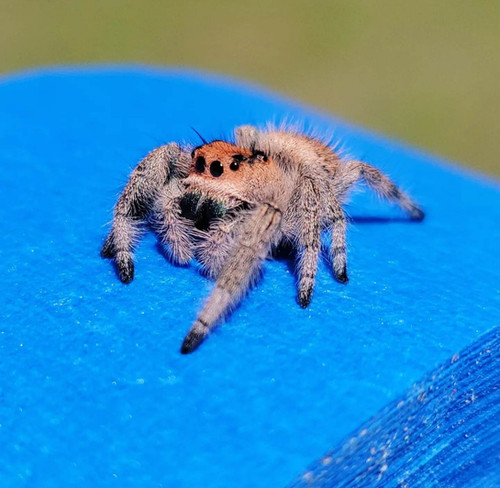 Peach type Regal female (Category) | Pet Jumping Spiders