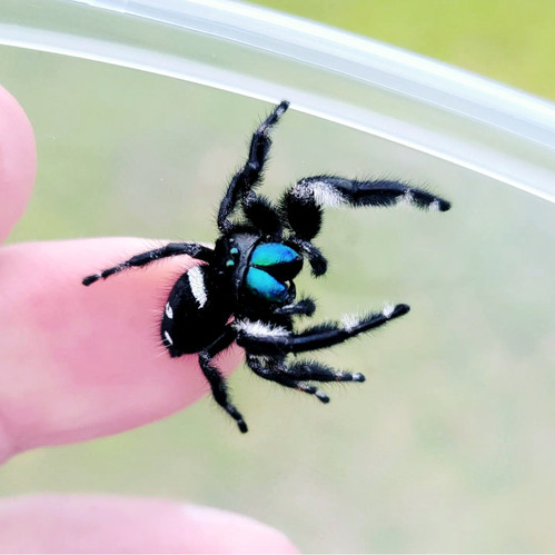 Goliath Regal male | Pet Jumping Spiders