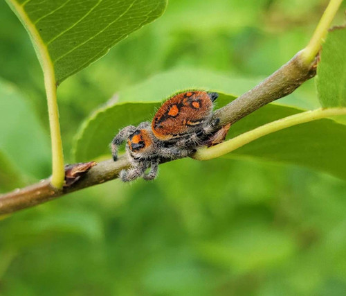 Orange type Mix Regal female (Category) | Pet Jumping Spiders